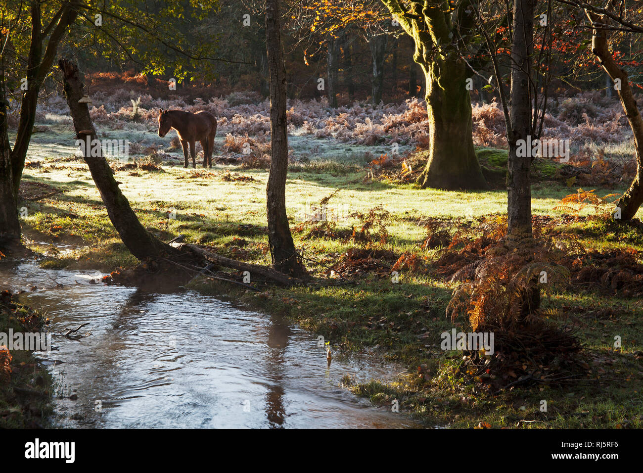 Black park slough hi-res stock photography and images - Alamy