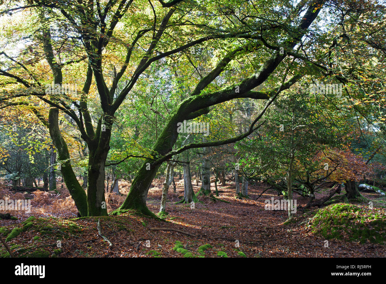 Beech Fagus sylvatica trees at Park Hill in Denny Inclosure New Forest ...