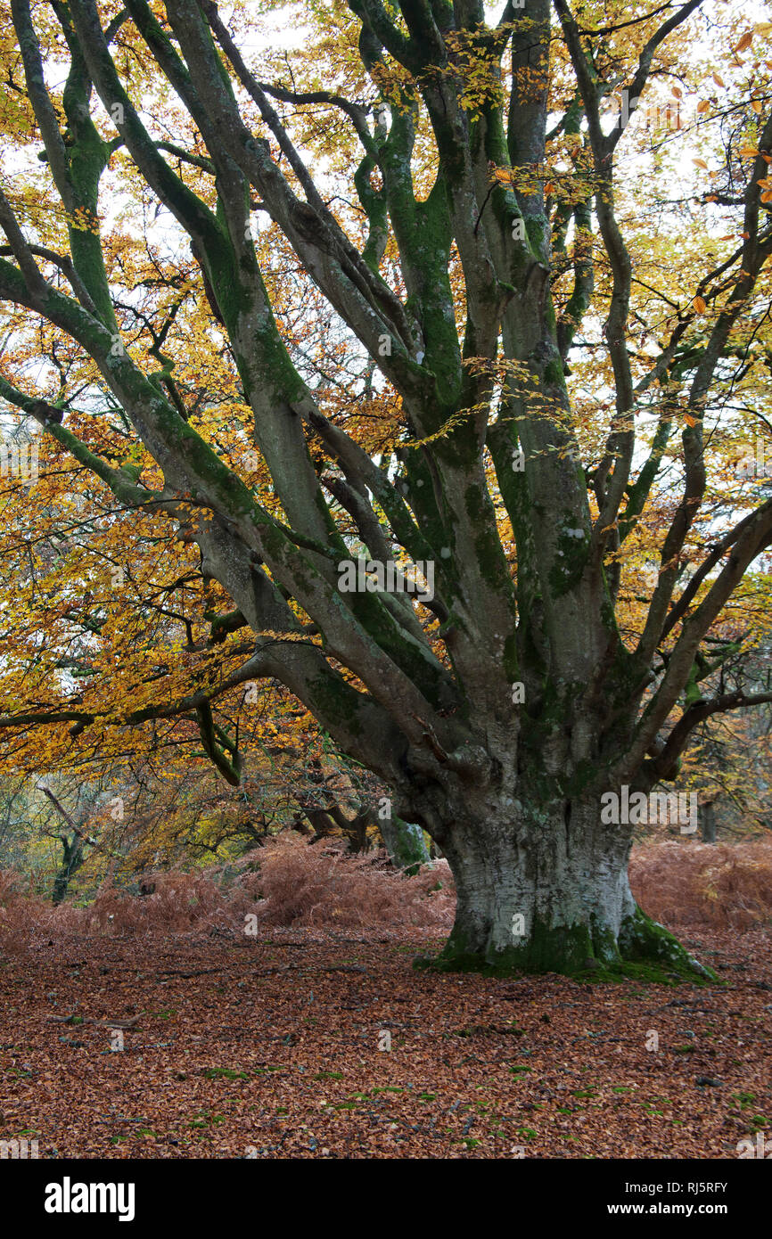 Ancient pollarded beech Fagus sylvatica Vinney Ridge New Forest ...