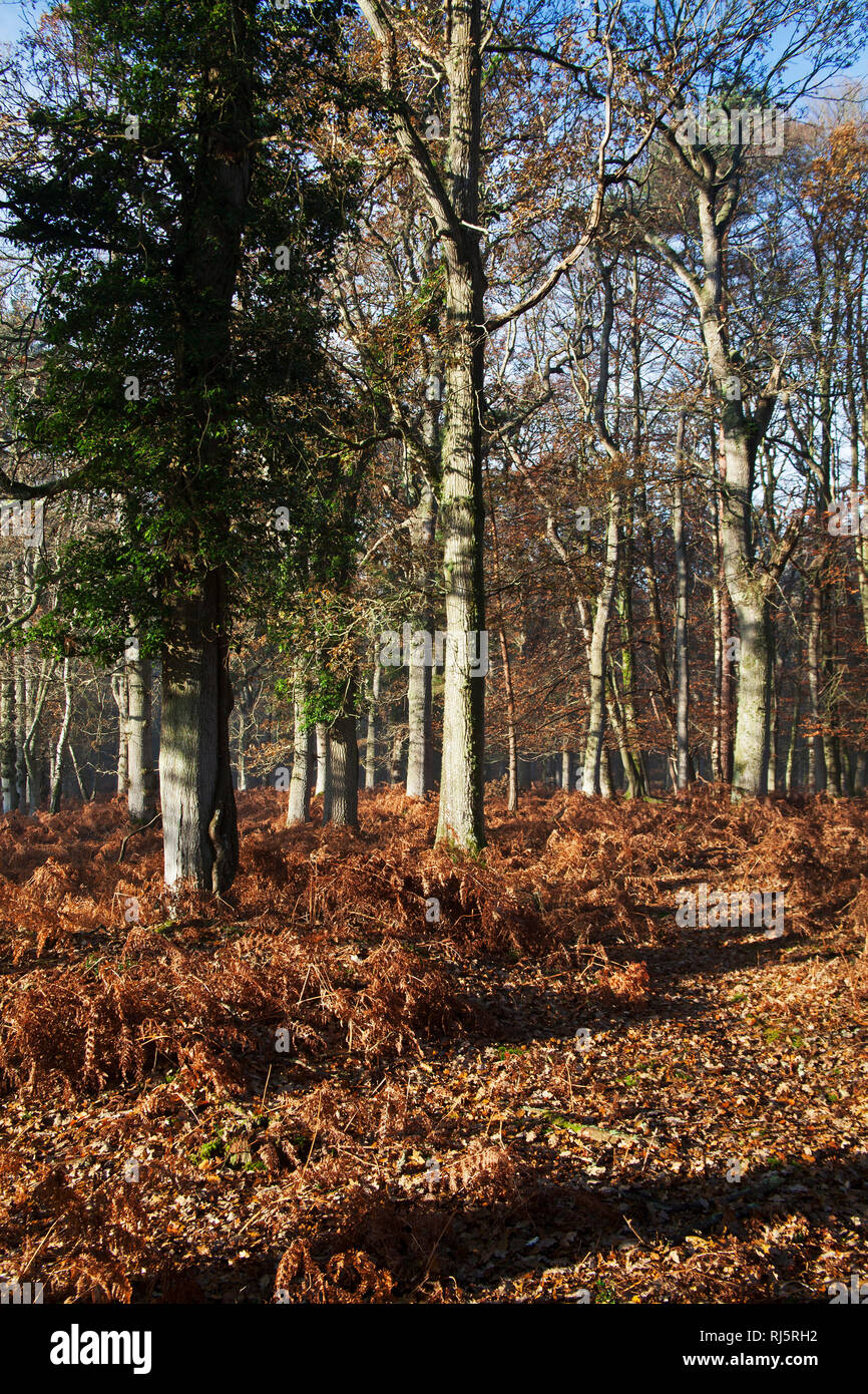 Amberwood new forest hi-res stock photography and images - Alamy
