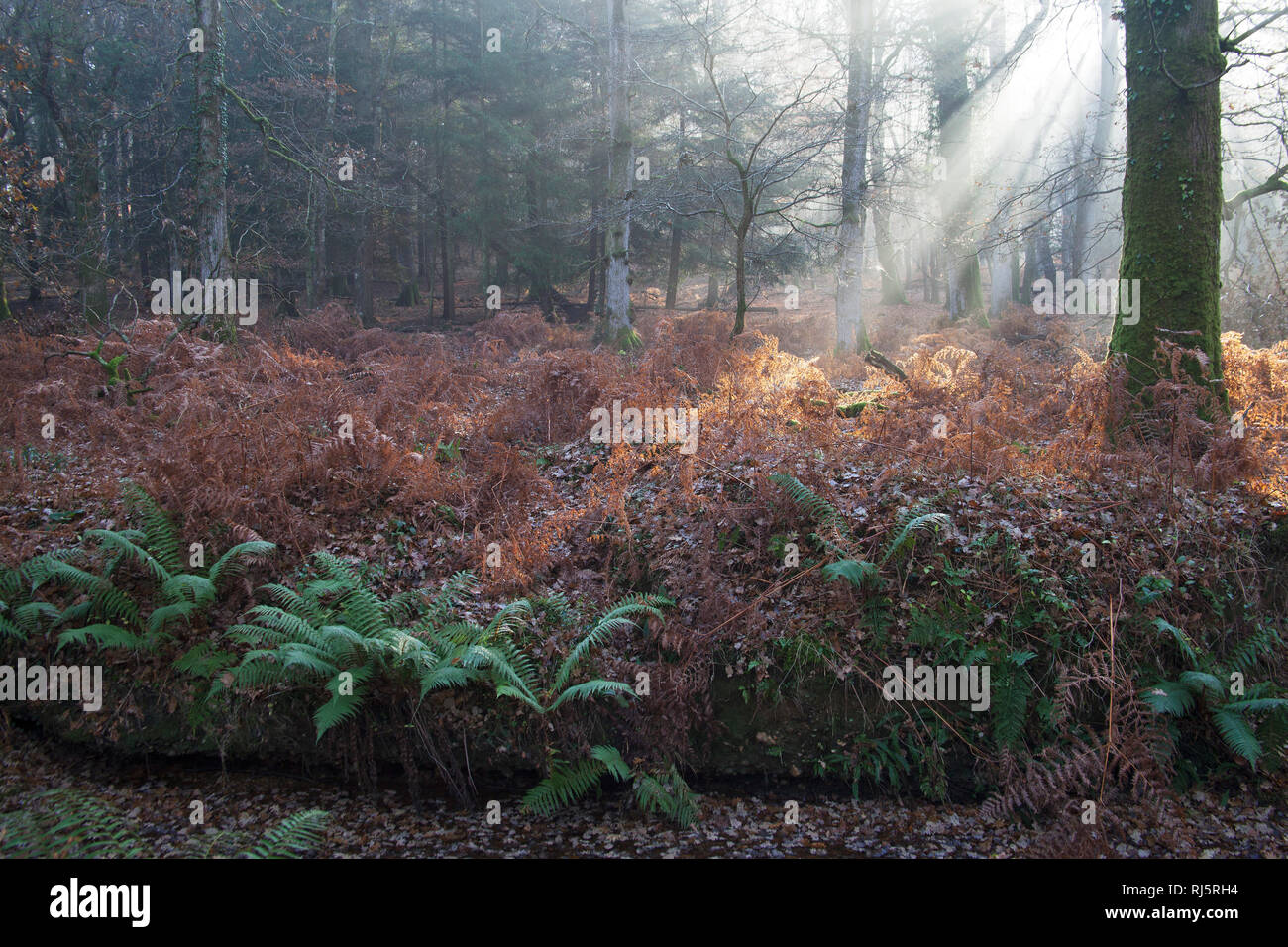 Light rays through trees and ferns on the bank of the Latchmoor Brook ...