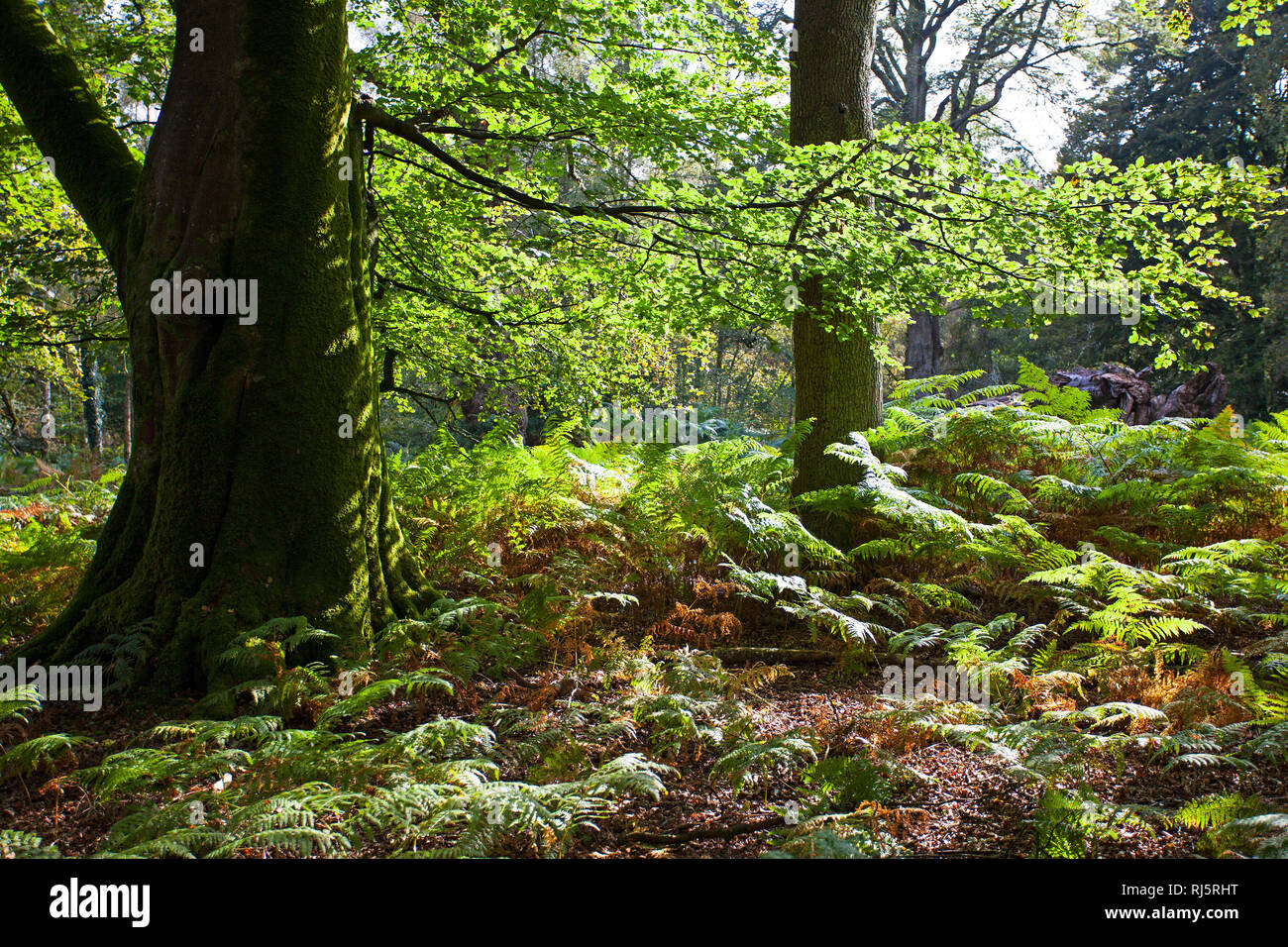 Beech Fagus sylvatica Denny Wood New Forest National Park Hampshire ...