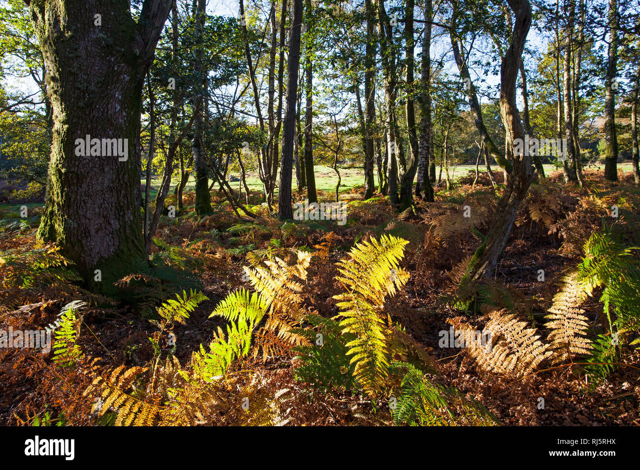 Deciduous woodland near Millyford Bridge New Forest National Park ...