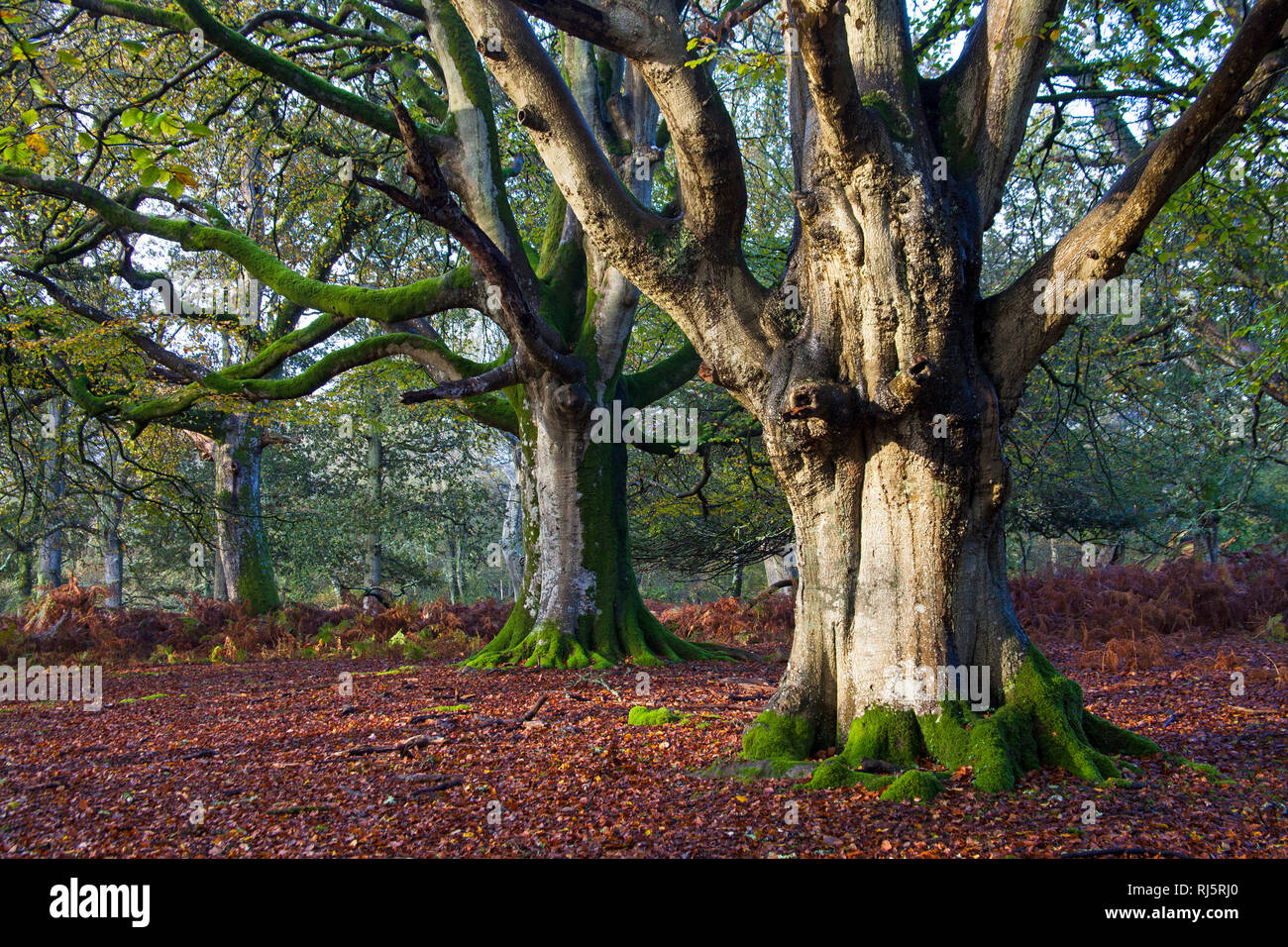 Ancient pollarded beech trees Vinney Ridge New Forest National Park ...