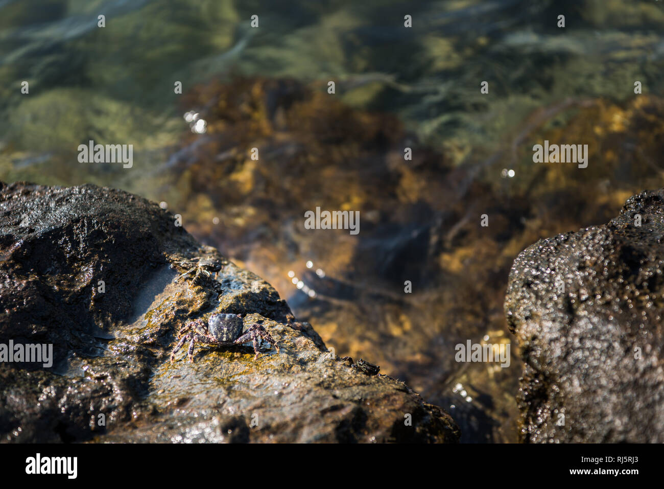 Crab shell texture hi-res stock photography and images - Alamy
