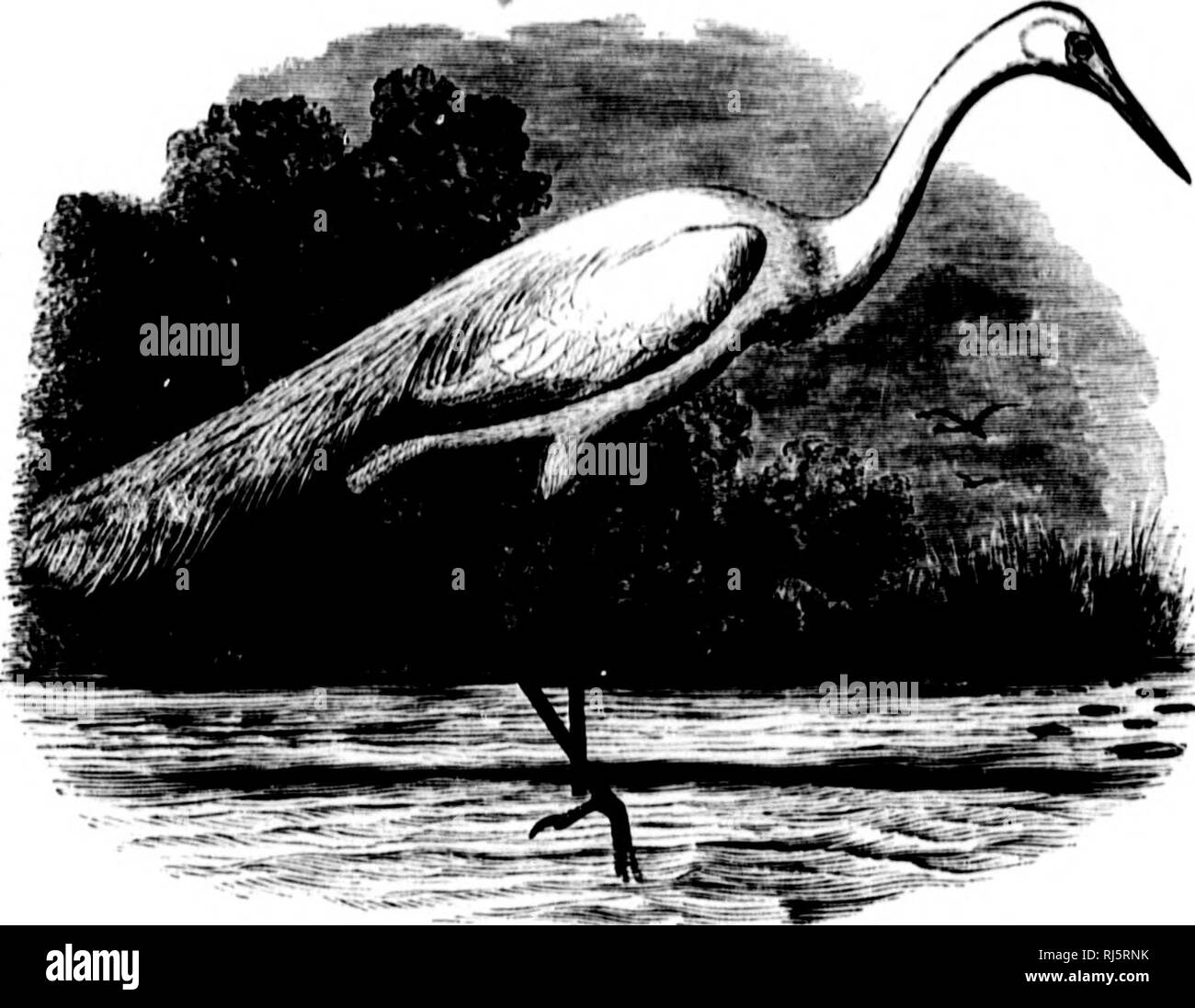 Lar train Black and White Stock Photos & Images - Alamy