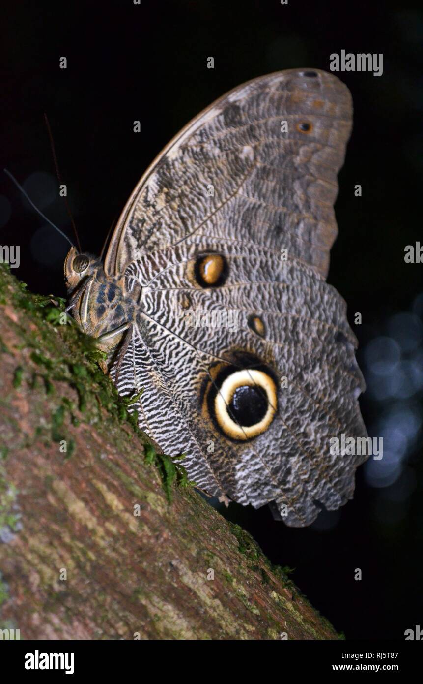 Giant butterfly hi-res stock photography and images - Alamy