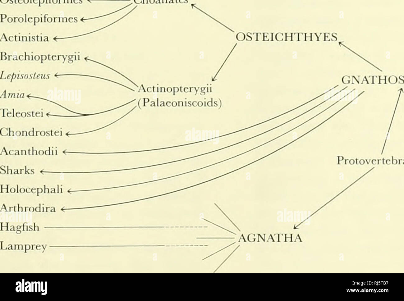 The type of chordata hi-res stock photography and images - Alamy