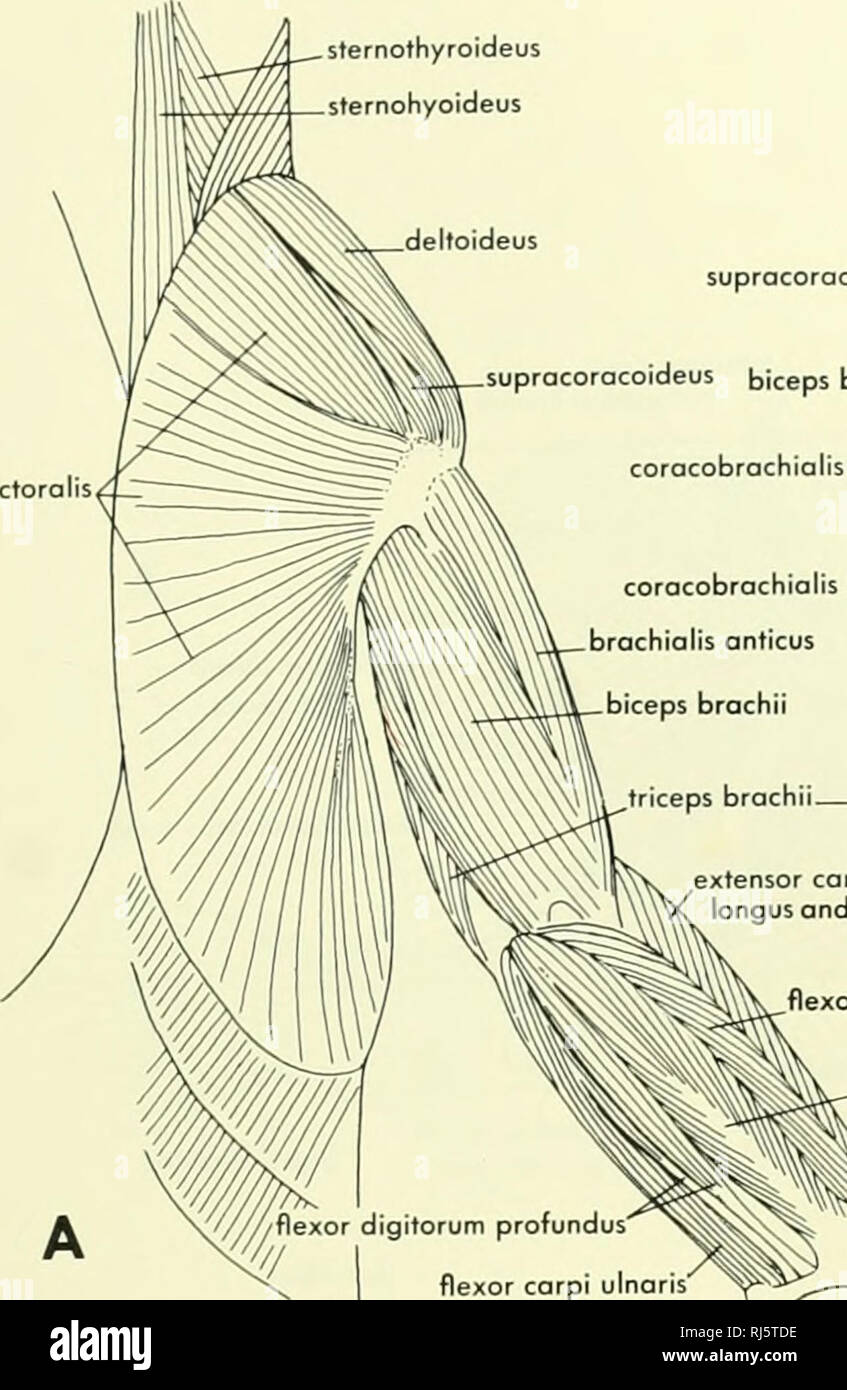 . Chordate morphology. Morphology (Animals); Chordata. sternothyroideu5 ...