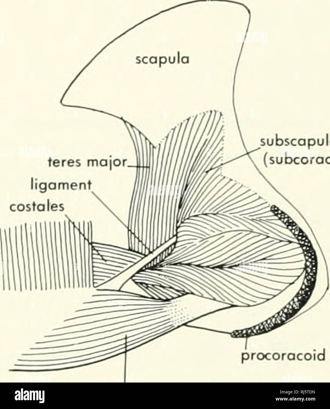 . Chordate morphology. Morphology (Animals); Chordata. suprocoracoideus ...