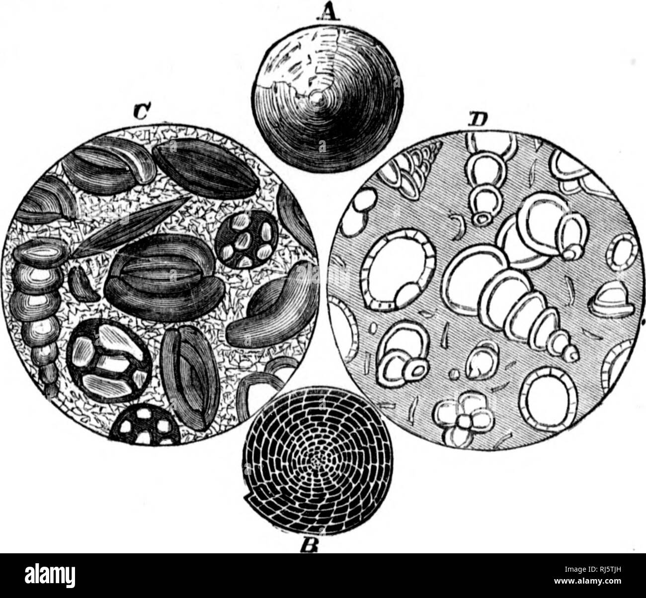 Neozoic Black and White Stock Photos & Images - Alamy