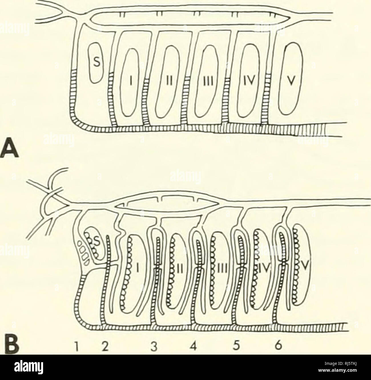 . Chordate morphology. Morphology (Animals); Chordata. gill raker B ...