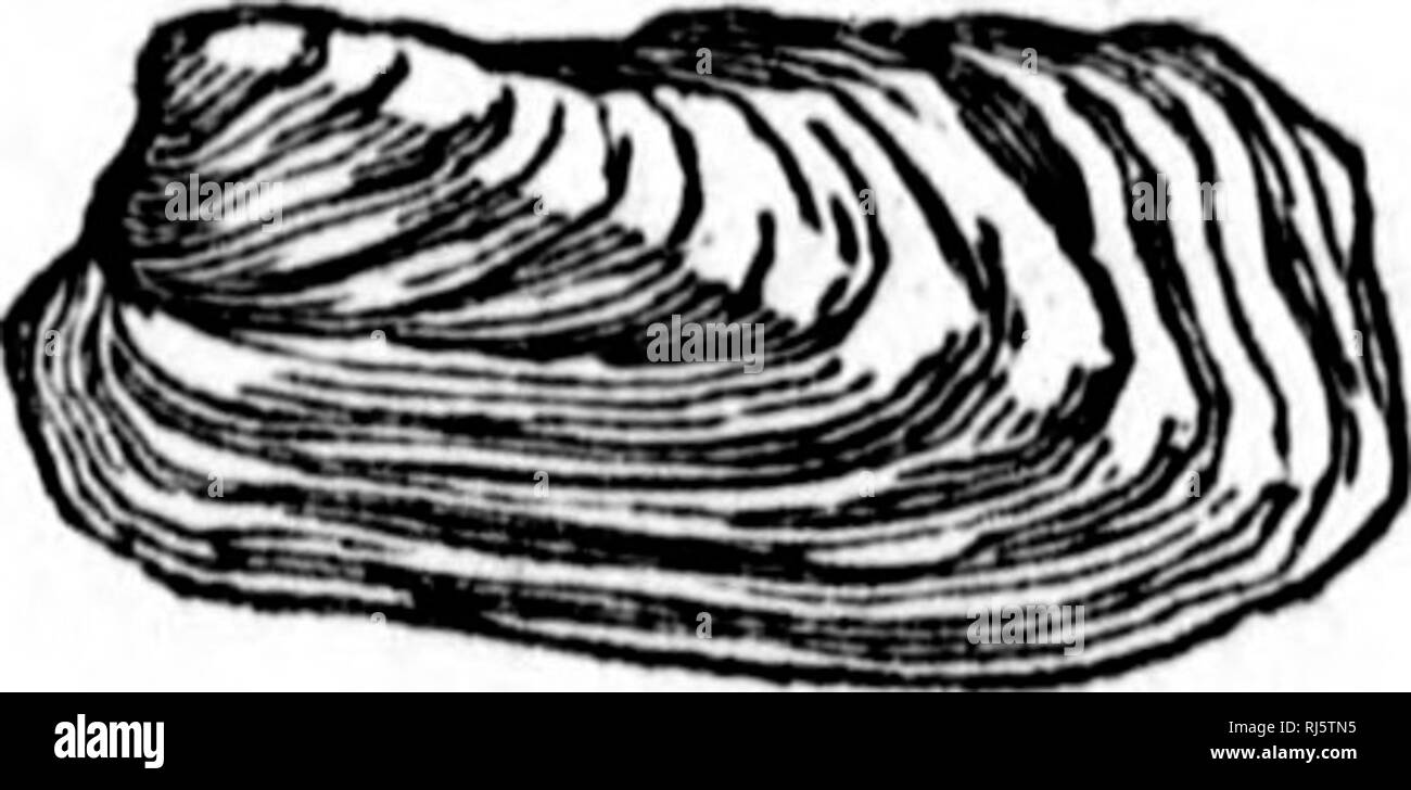 Clam siphons hi-res stock photography and images - Alamy