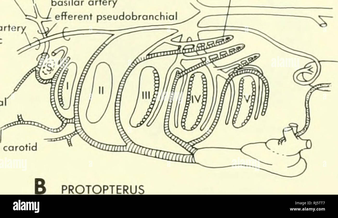 . Chordate morphology. Morphology (Animals); Chordata. hypobranchial ...