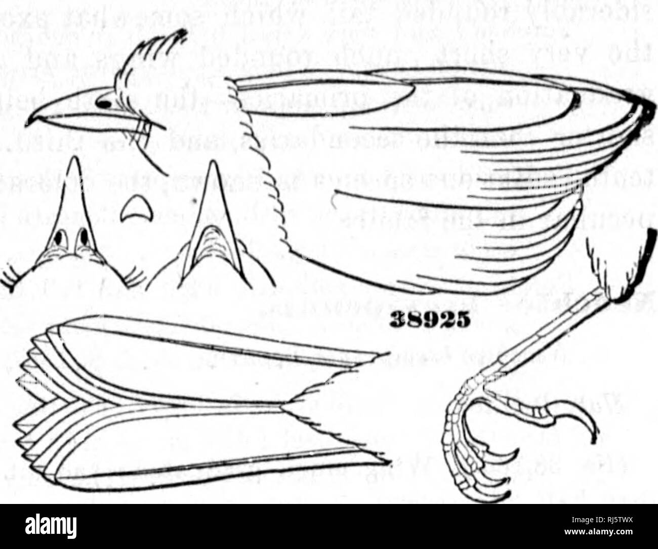 Conical legs Black and White Stock Photos & Images - Alamy