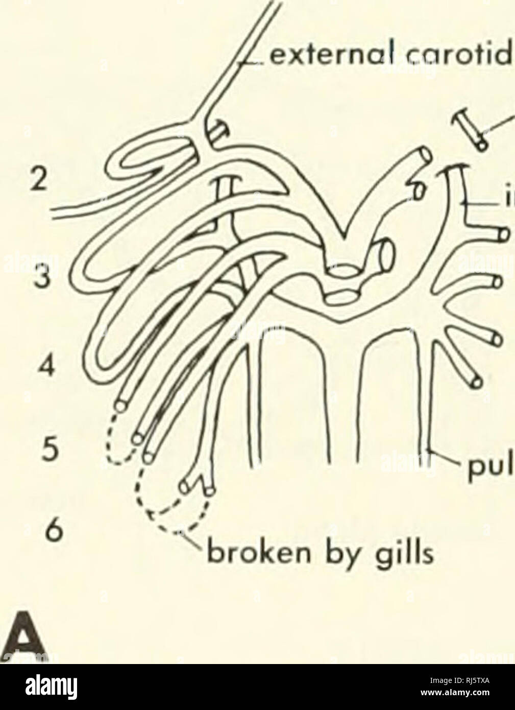 . Chordate morphology. Morphology (Animals); Chordata. ductus ...
