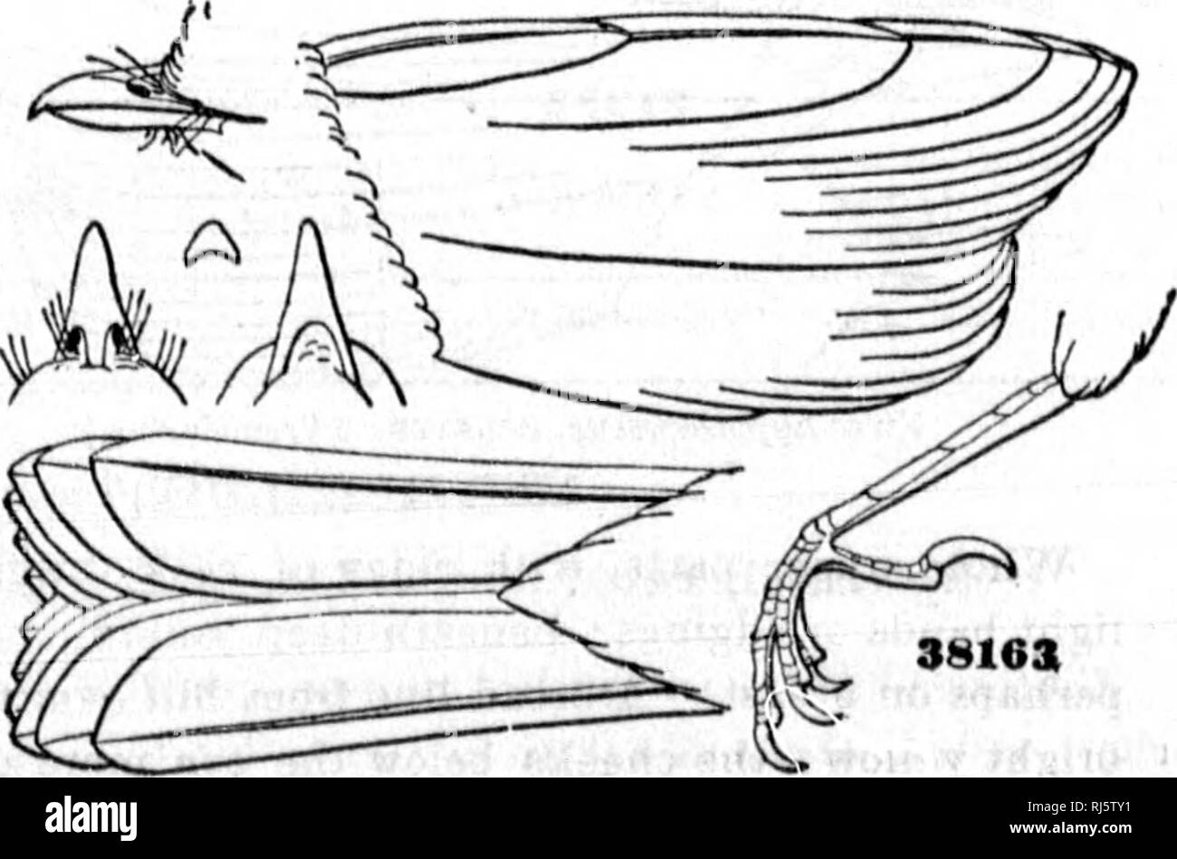 . Review of American birds in the Museum of the Smithsonian Instution ...