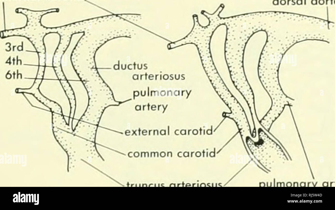 Submental artery hi-res stock photography and images - Alamy