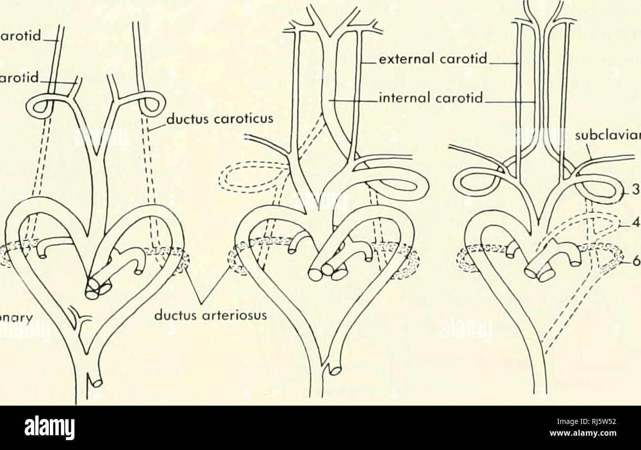 Iguana Circulatory System
