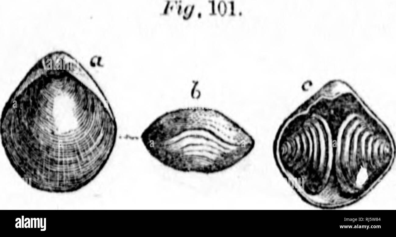 . Handbook of zoology [microform] : with examples from Canadian species ...