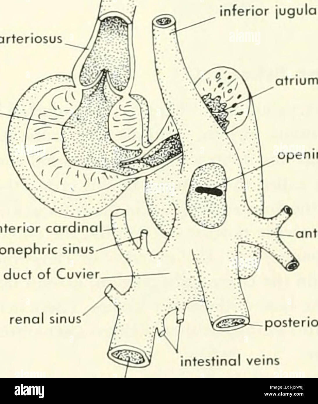 . Chordate morphology. Morphology (Animals); Chordata. nferior jugular ...