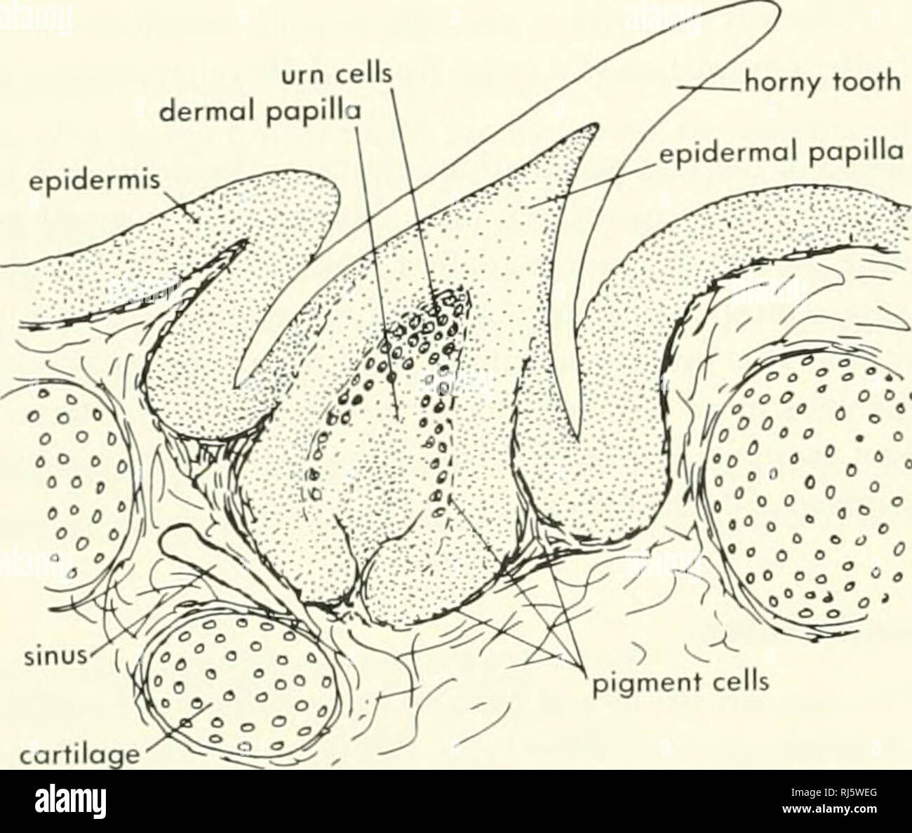 Dermal papilla cells hi-res stock photography and images - Alamy