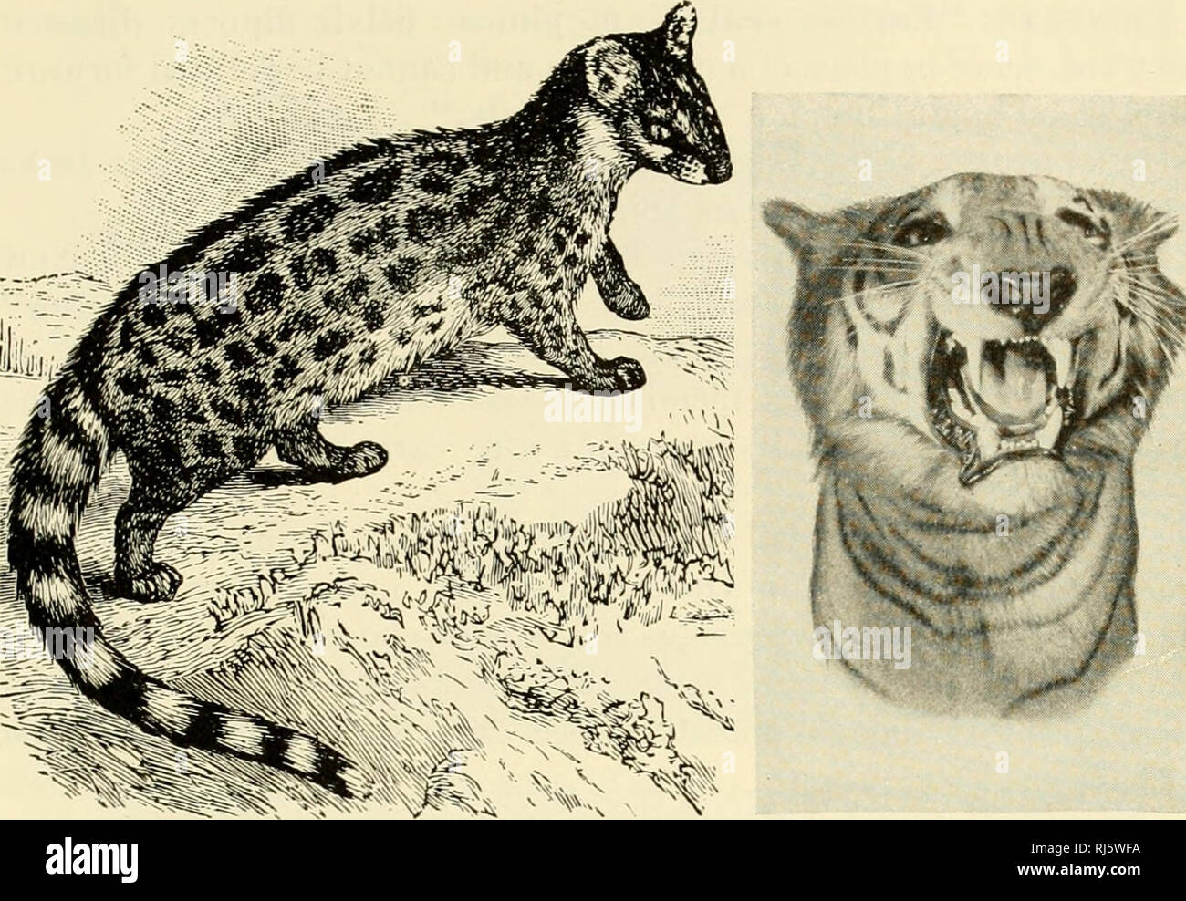 Genetta vulgaris hi-res stock photography and images - Alamy