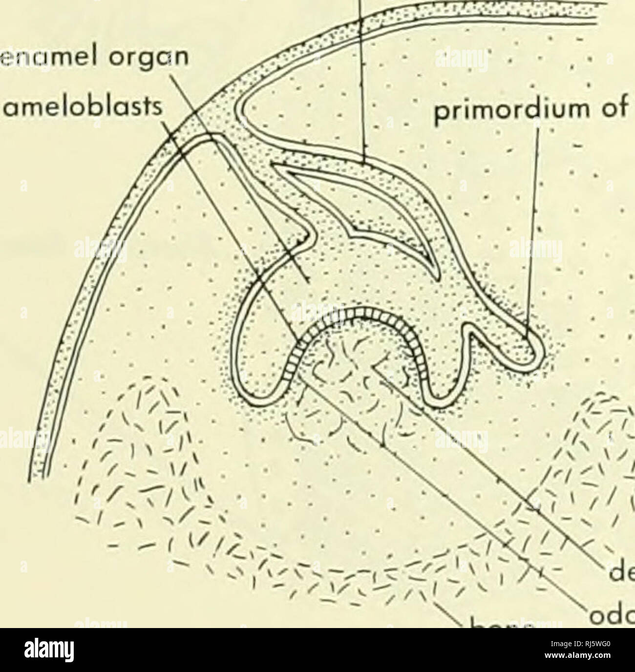 Bell stage tooth hi-res stock photography and images - Alamy