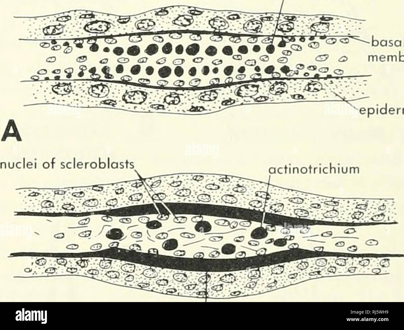 Placoid scale hi-res stock photography and images - Alamy
