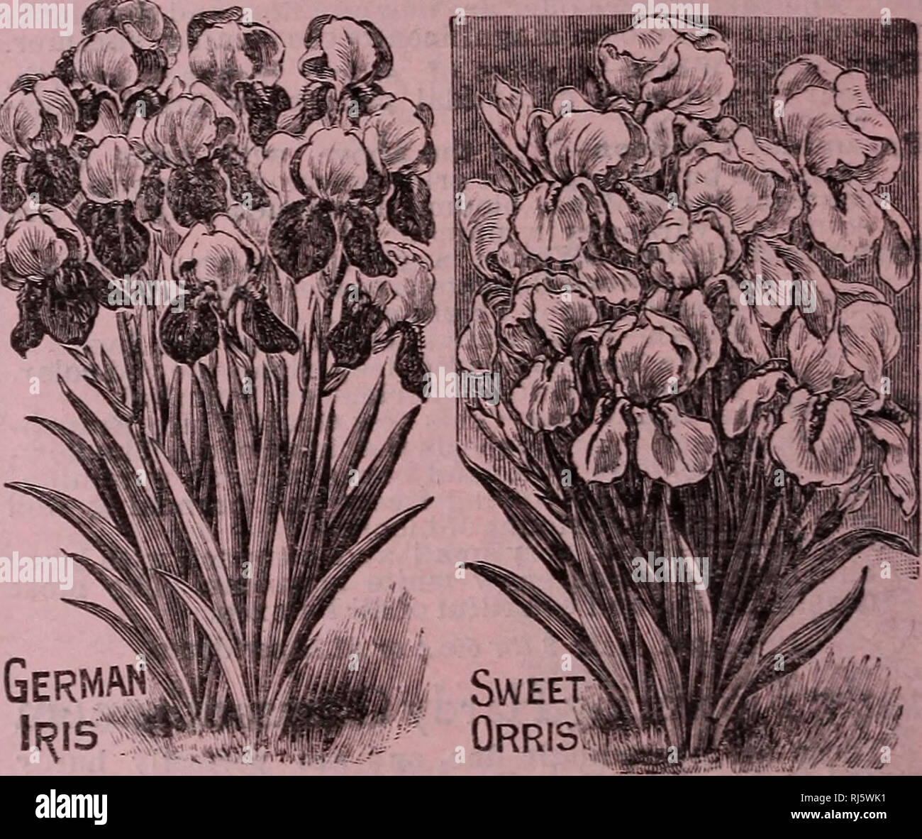 Orris root plant hi-res stock photography and images - Alamy