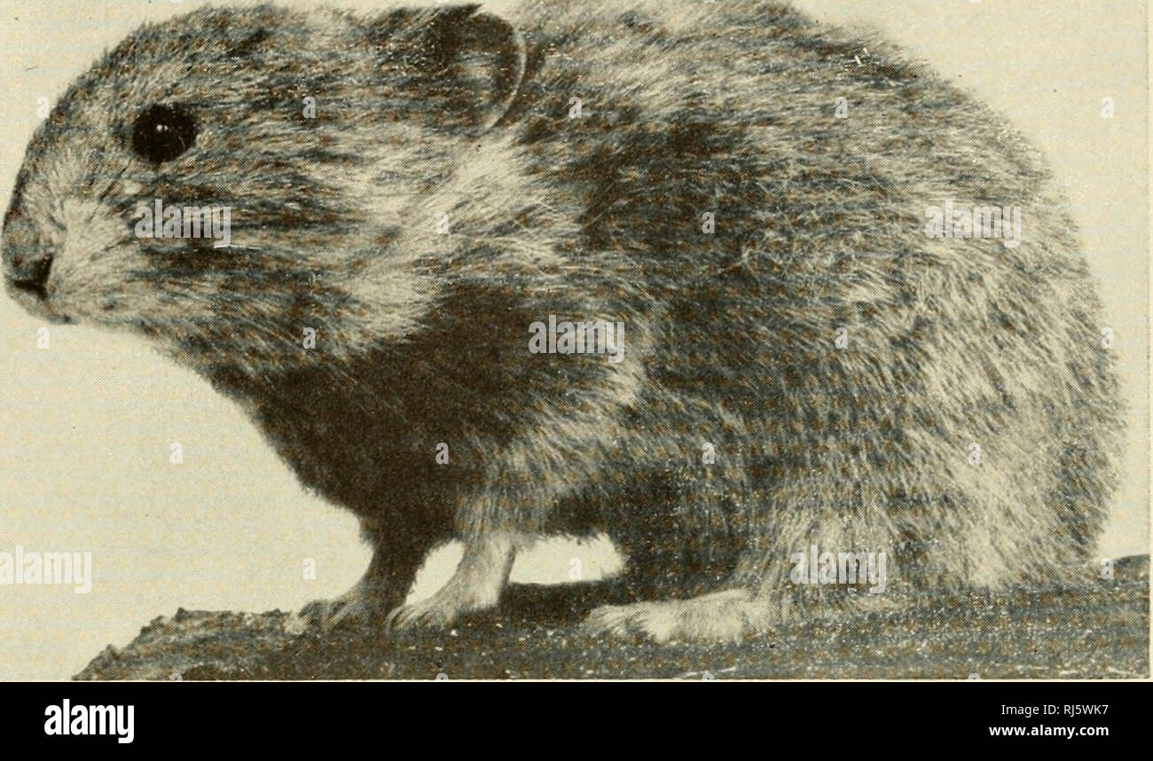 . The chordates. Chordata. Comparative Morphology of Chordates. Fig ...