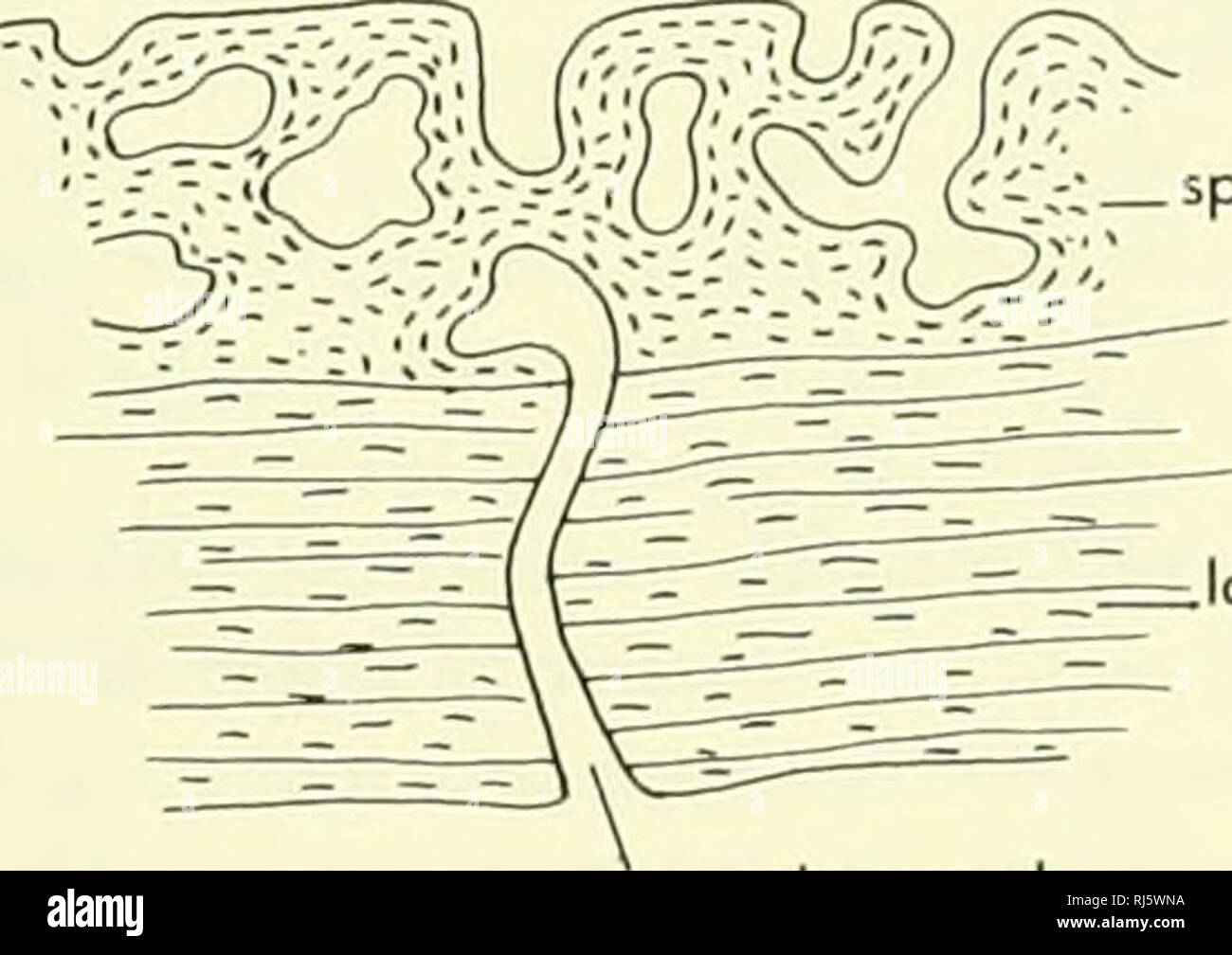. Chordate morphology. Morphology (Animals); Chordata. lar bone ...