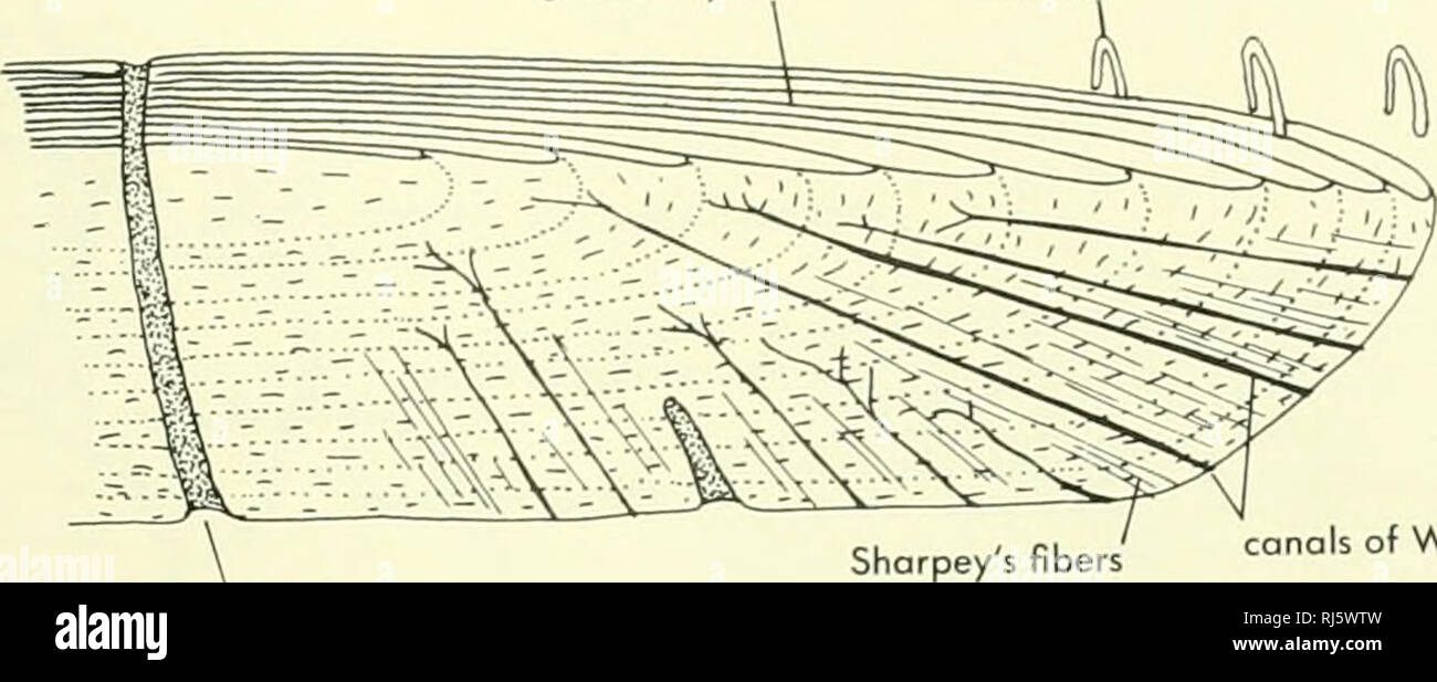 Ganoid scale hi-res stock photography and images - Alamy