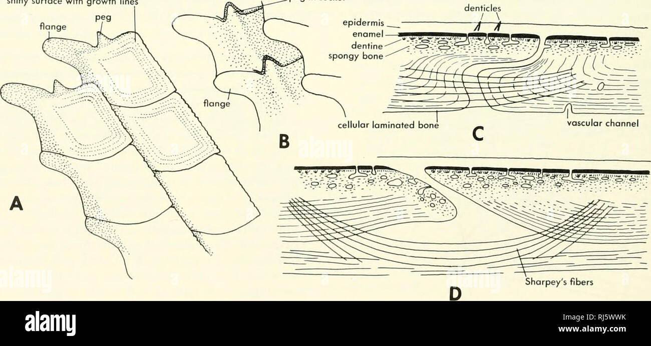 . Chordate morphology. Morphology (Animals); Chordata. Polypterus The ...