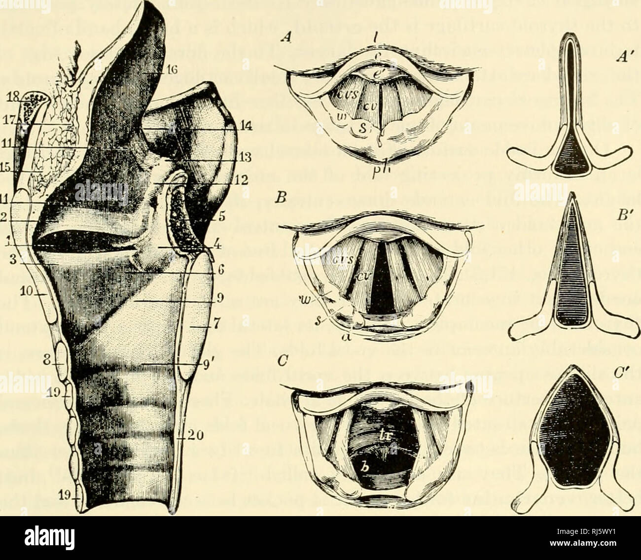 . The chordates. Chordata. Mammalia: Visceral Systems 613. Fig. 471 ...