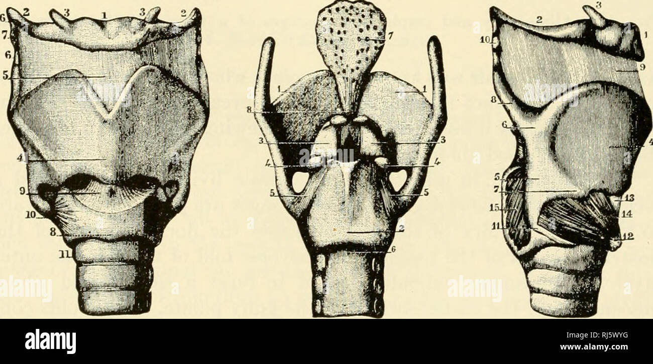 . The chordates. Chordata. 612 Comparative Morphology of Chordates ...