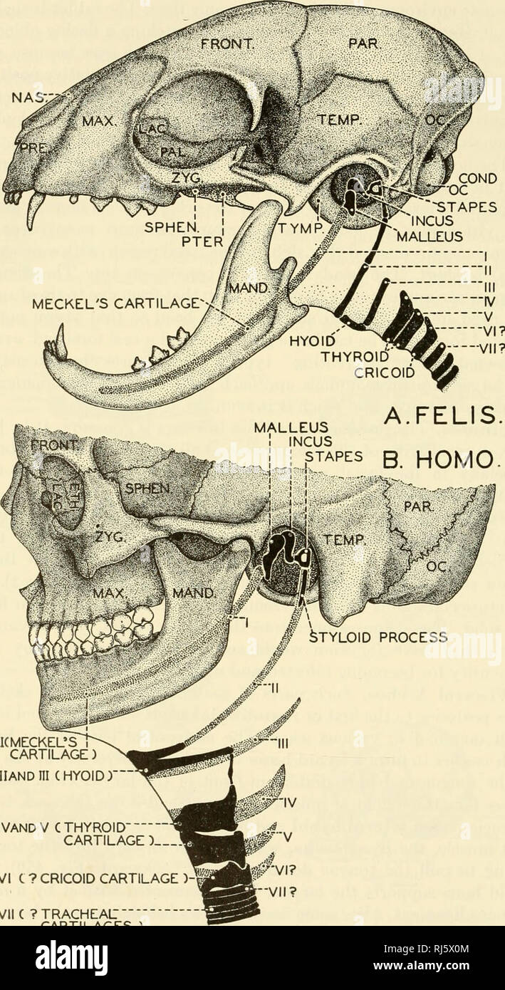 Thyroid Cartilage Cat