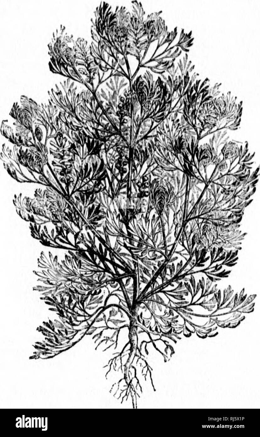 . A manual of the medical botany of North America [microform]. Botany ...