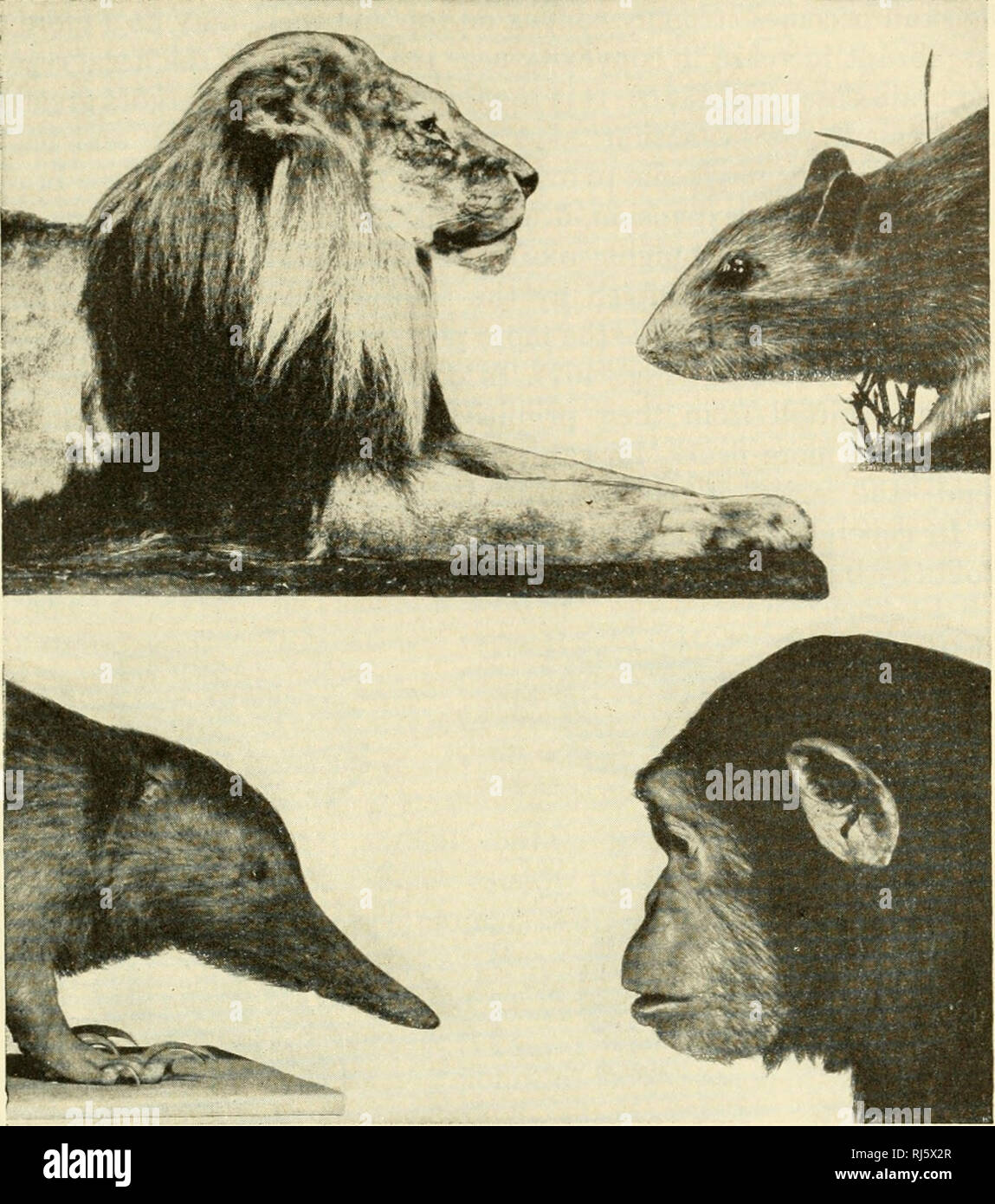 . The chordates. Chordata. Mammalia: Skin, Muscles, Skeleton 603. Fig ...