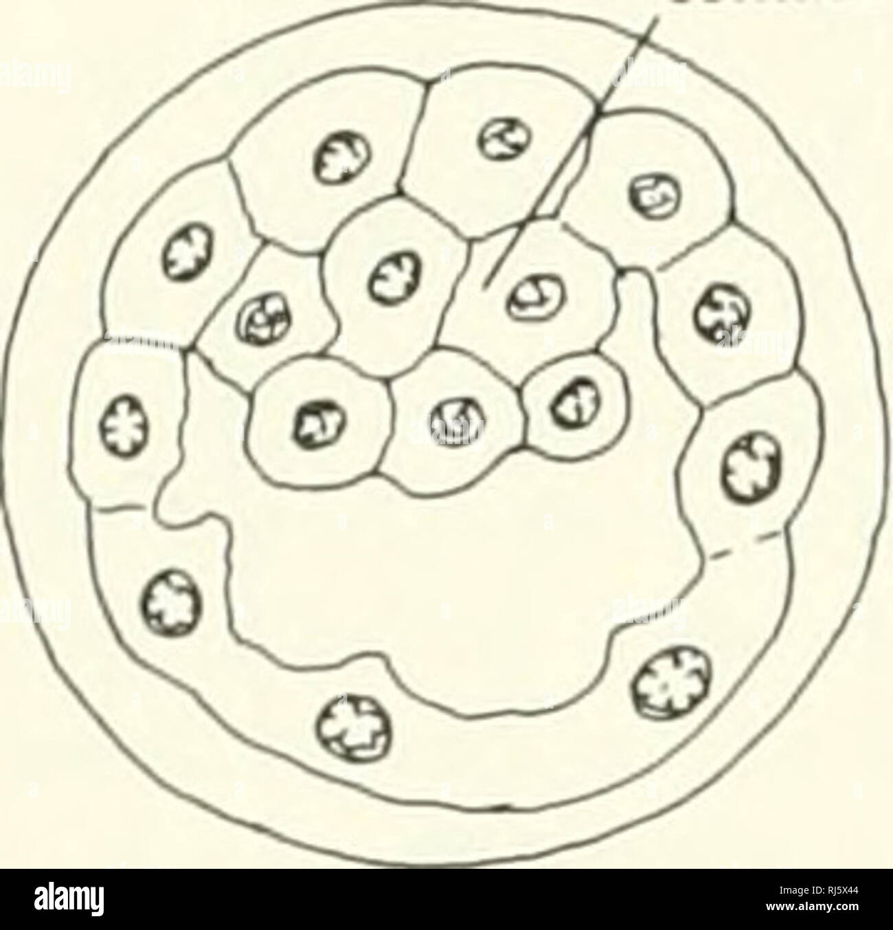 . Chordate morphology. Morphology (Animals); Chordata. central mass ...