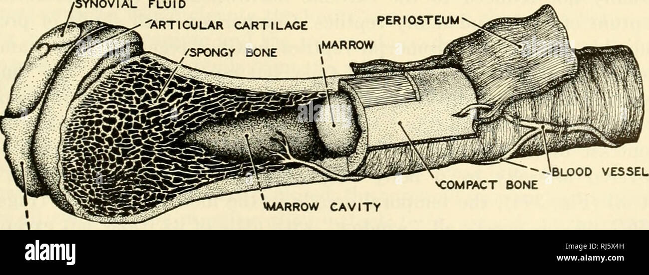 . The chordates. Chordata. Fir.. 463. Diagrams illustrating four stages ...