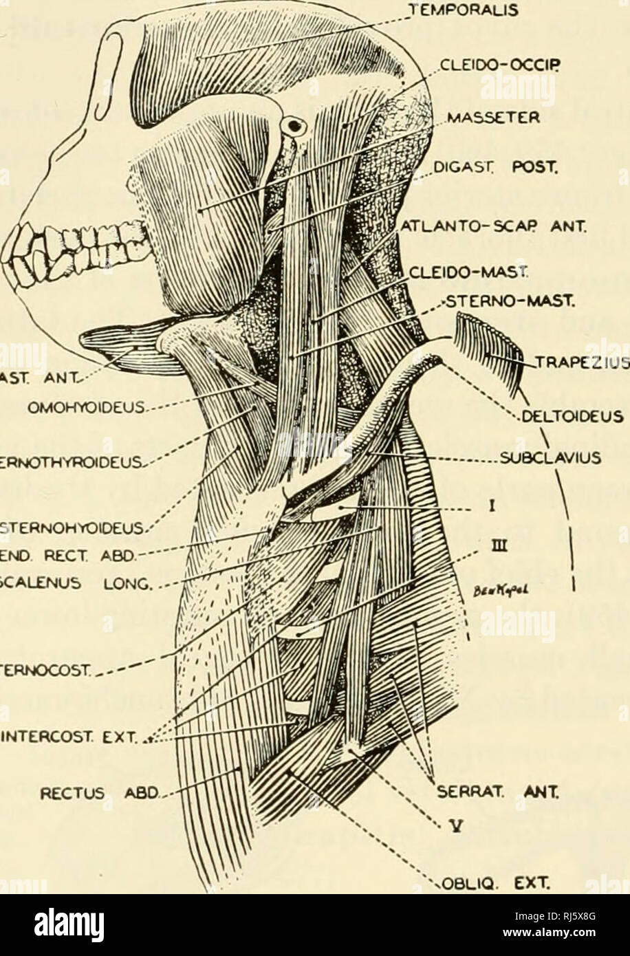 . The chordates. Chordata. 591 Comparative Morphology of Chordates TAIL ...