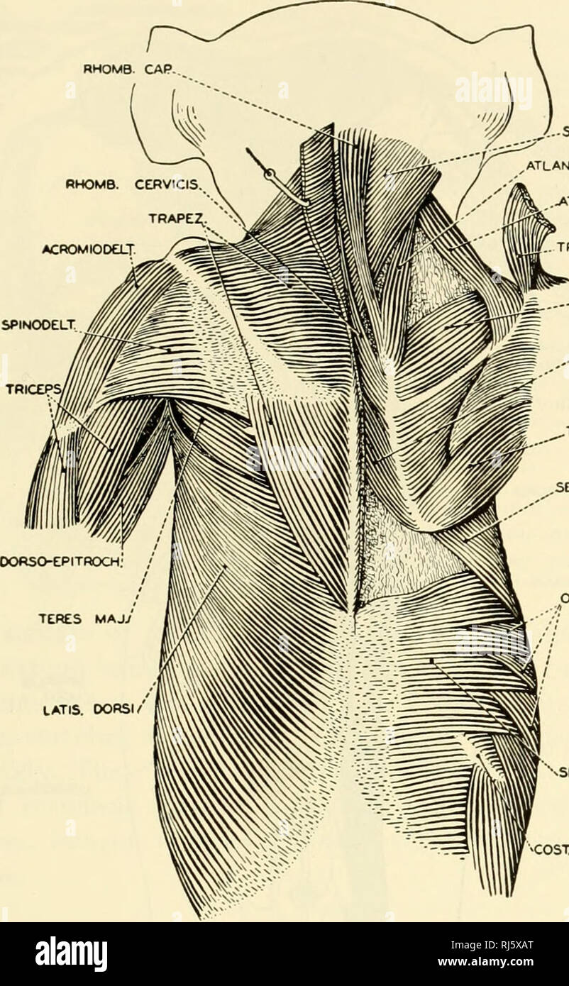 Superficial extrinsic muscles of the back hi-res stock photography and ...