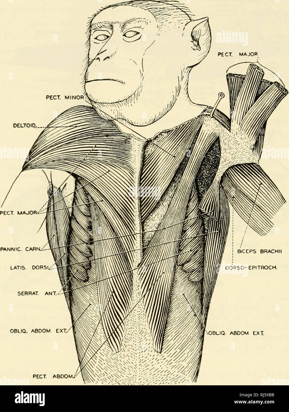 . The chordates. Chordata. Comparative Morphology of Chordates. OBLIQ ...