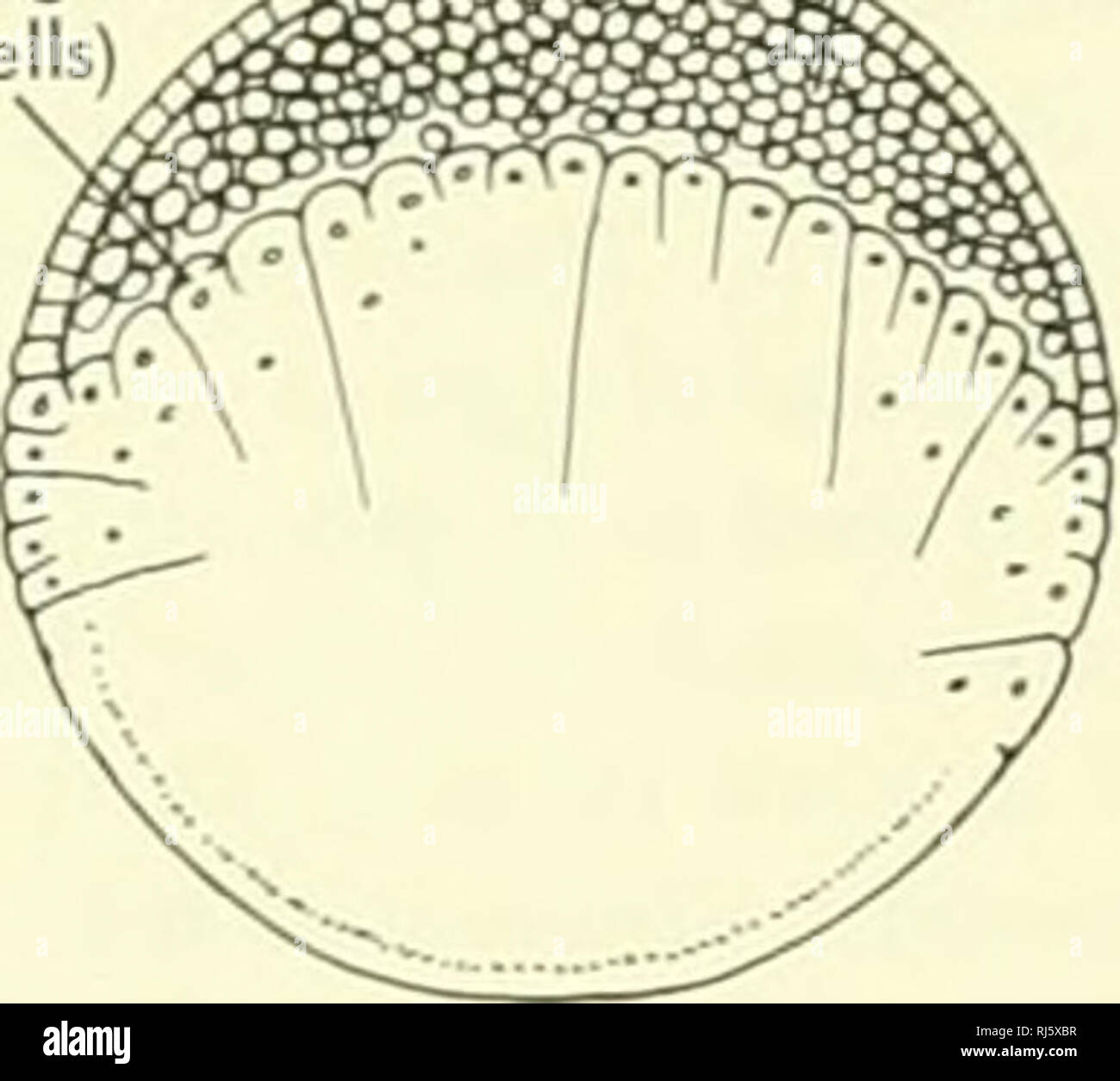 Chordata Chordata | Definition, Characteristics & Habitat Lesson