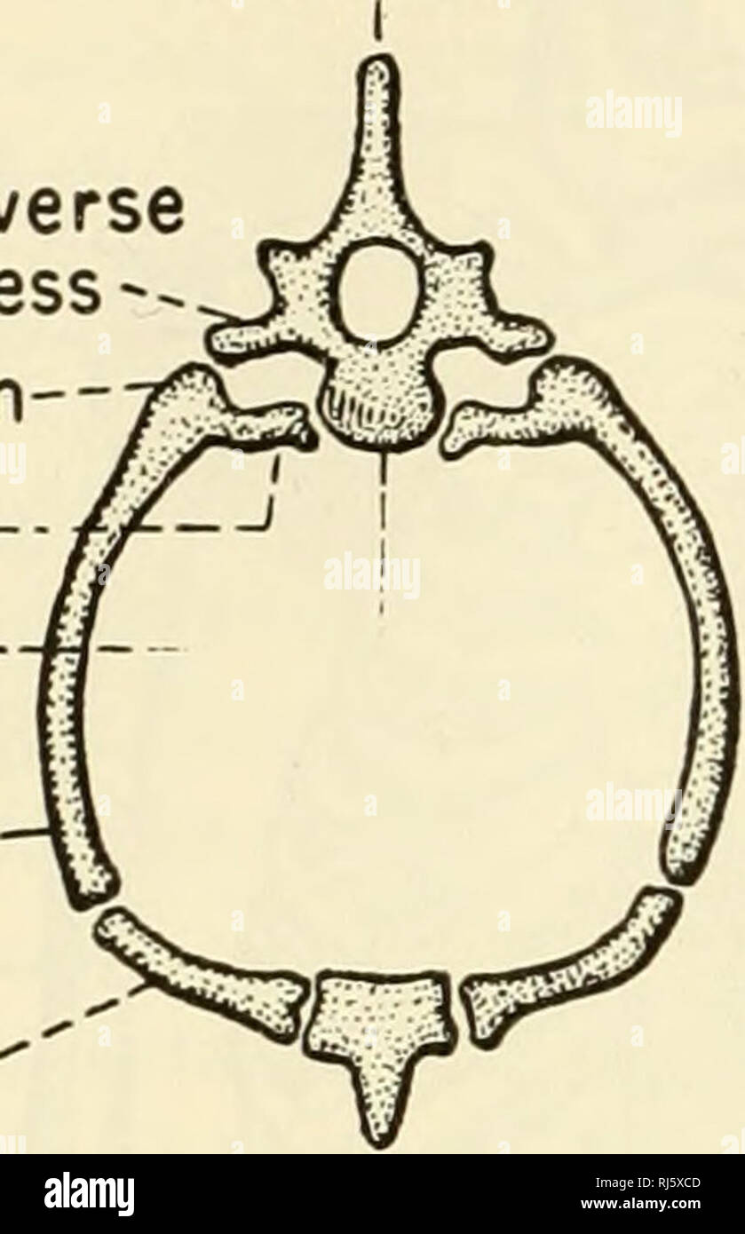 . The chordates. Chordata. 586 Comparative Morphology of Chordates ...