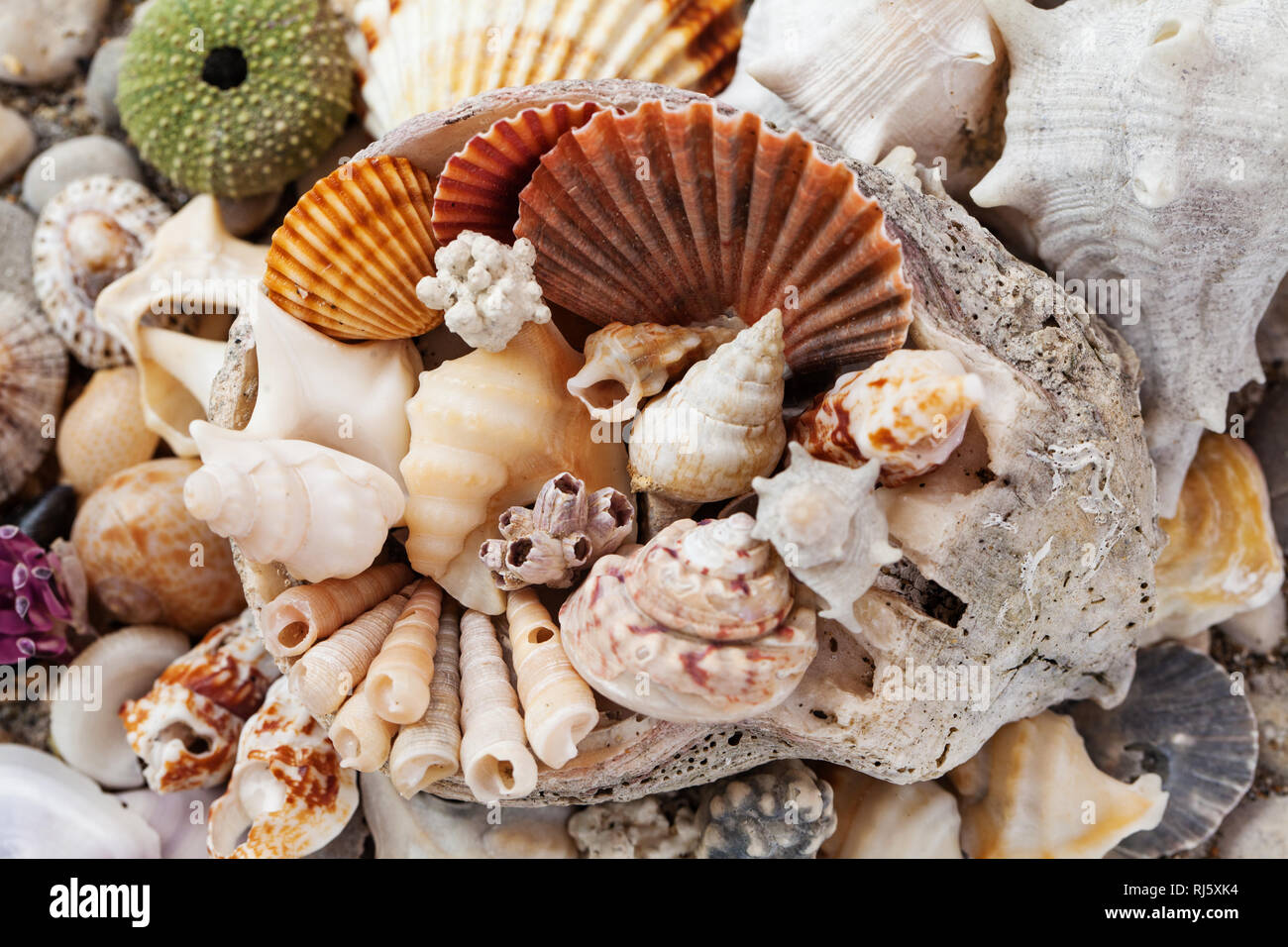 Sea shells background, assorted colorful shells deco Stock Photo - Alamy