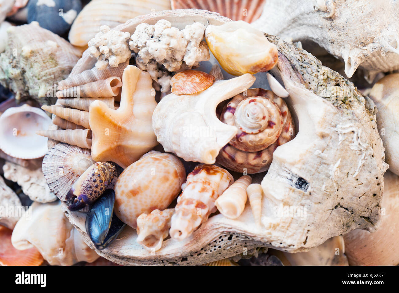 Natural sea shells wallpaper background Stock Photo - Alamy