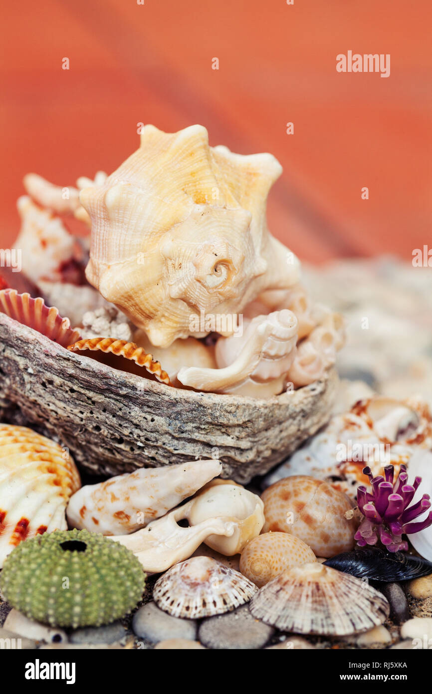 Colorful sea shells on living coral color background, vacation and ...