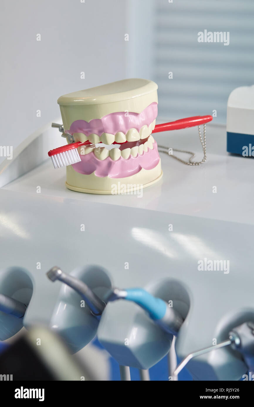 Dental jaw model. How to clean the teeth with tooth brush properly and ...